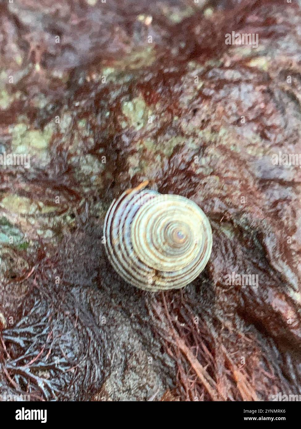 Blue ringed top snail hi-res stock photography and images - Alamy