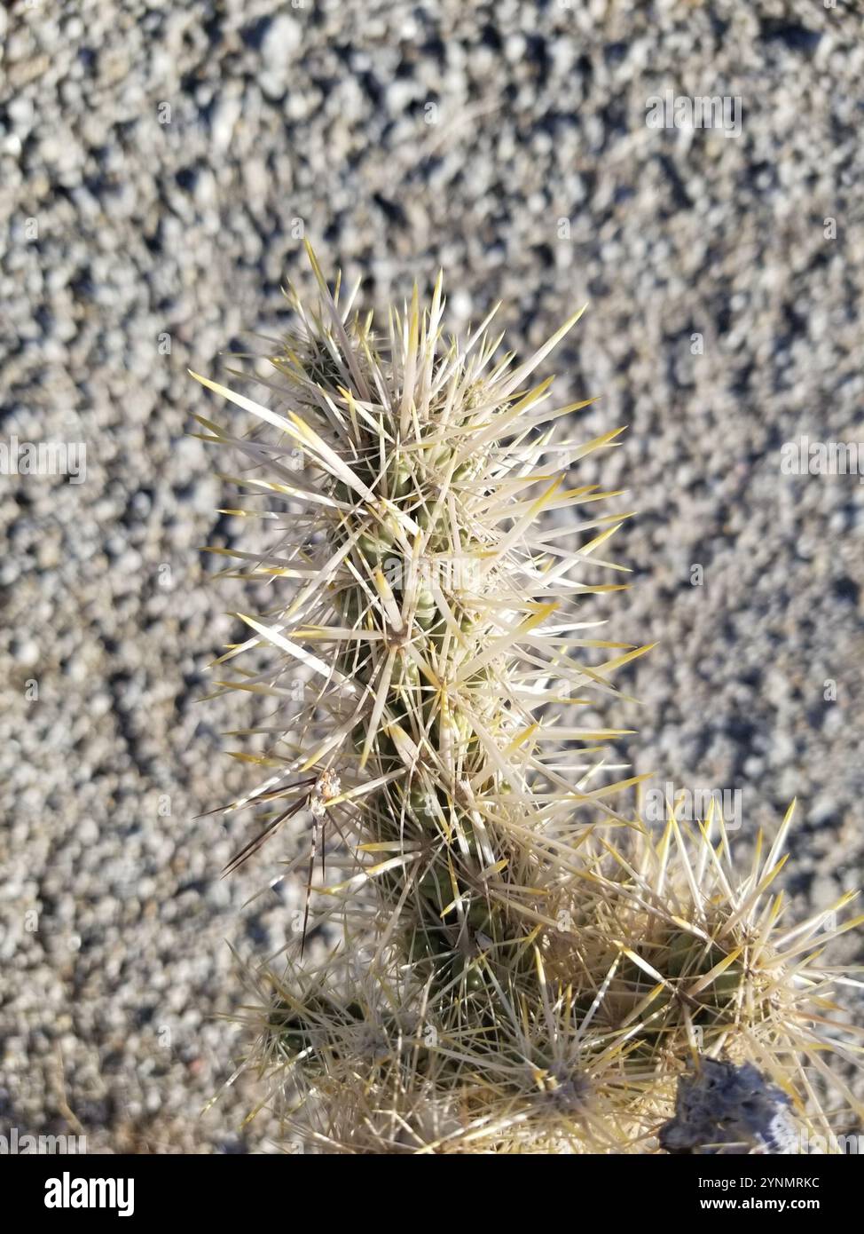 Silver Cholla (Cylindropuntia echinocarpa Stock Photo - Alamy