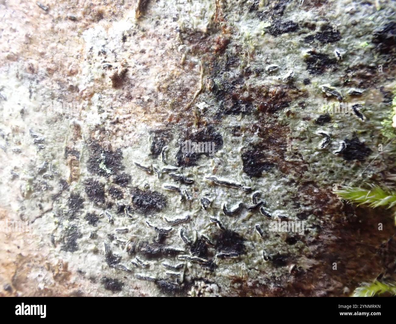 Common Script Lichen (Graphis scripta Stock Photo - Alamy