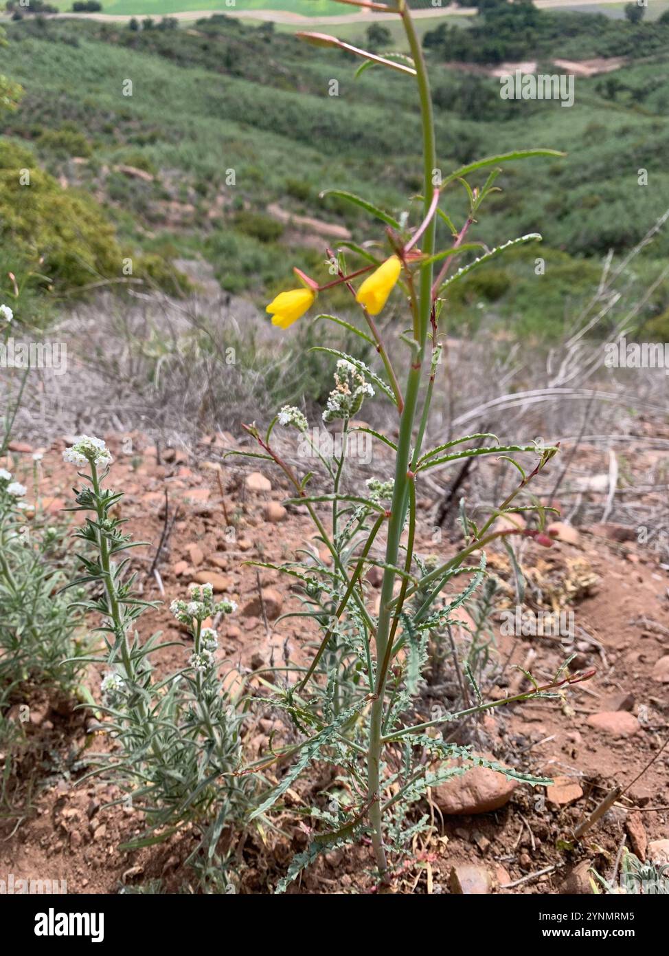 California primrose (Eulobus californicus Stock Photo - Alamy