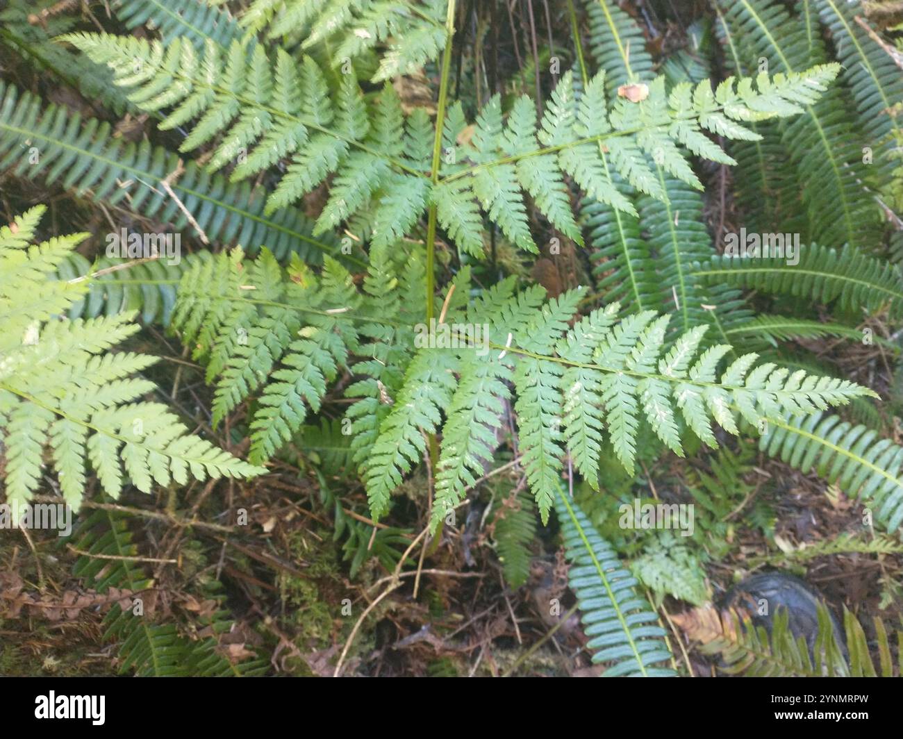 spreading wood fern (Dryopteris expansa Stock Photo - Alamy