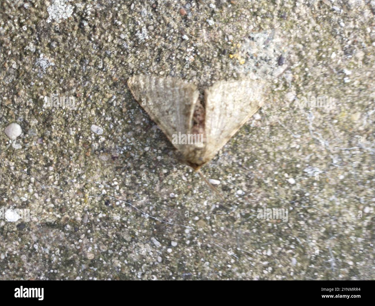 Pale brindled beauty hi-res stock photography and images - Alamy