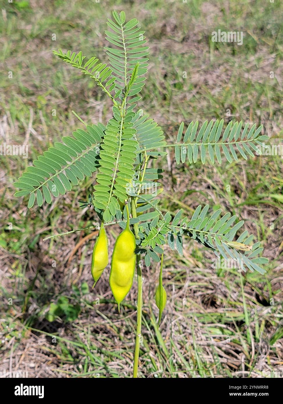 Bladder Pod (Sesbania vesicaria Stock Photo - Alamy