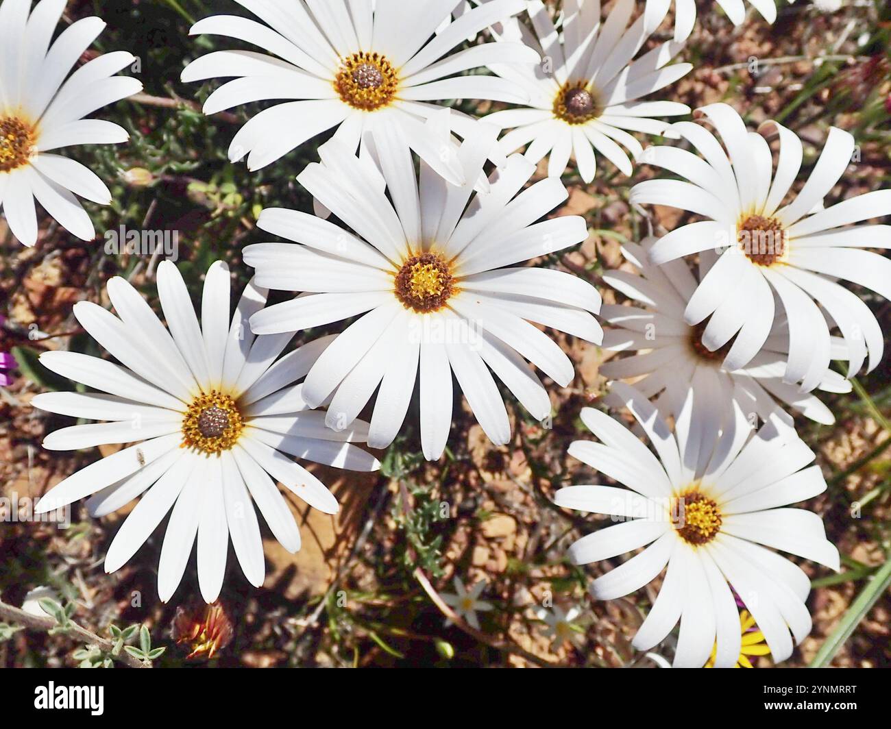African oxeye (Dimorphotheca nudicaulis Stock Photo - Alamy