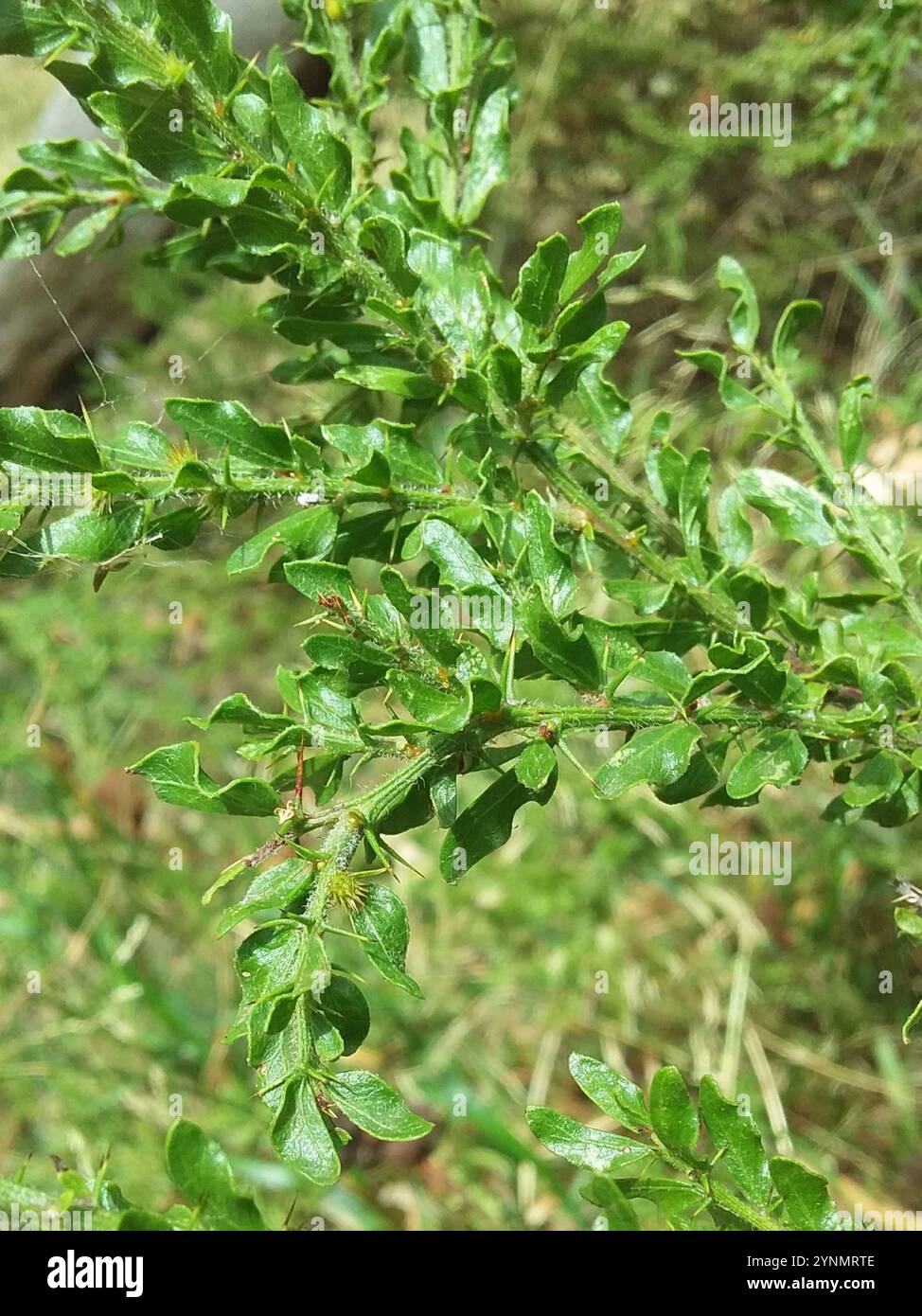 Kangaroo thorn (Acacia paradoxa Stock Photo - Alamy