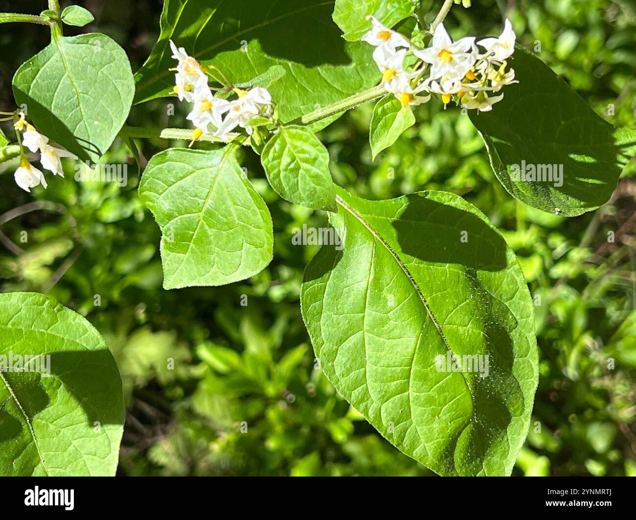 greenspot nightshade (Solanum douglasii Stock Photo - Alamy