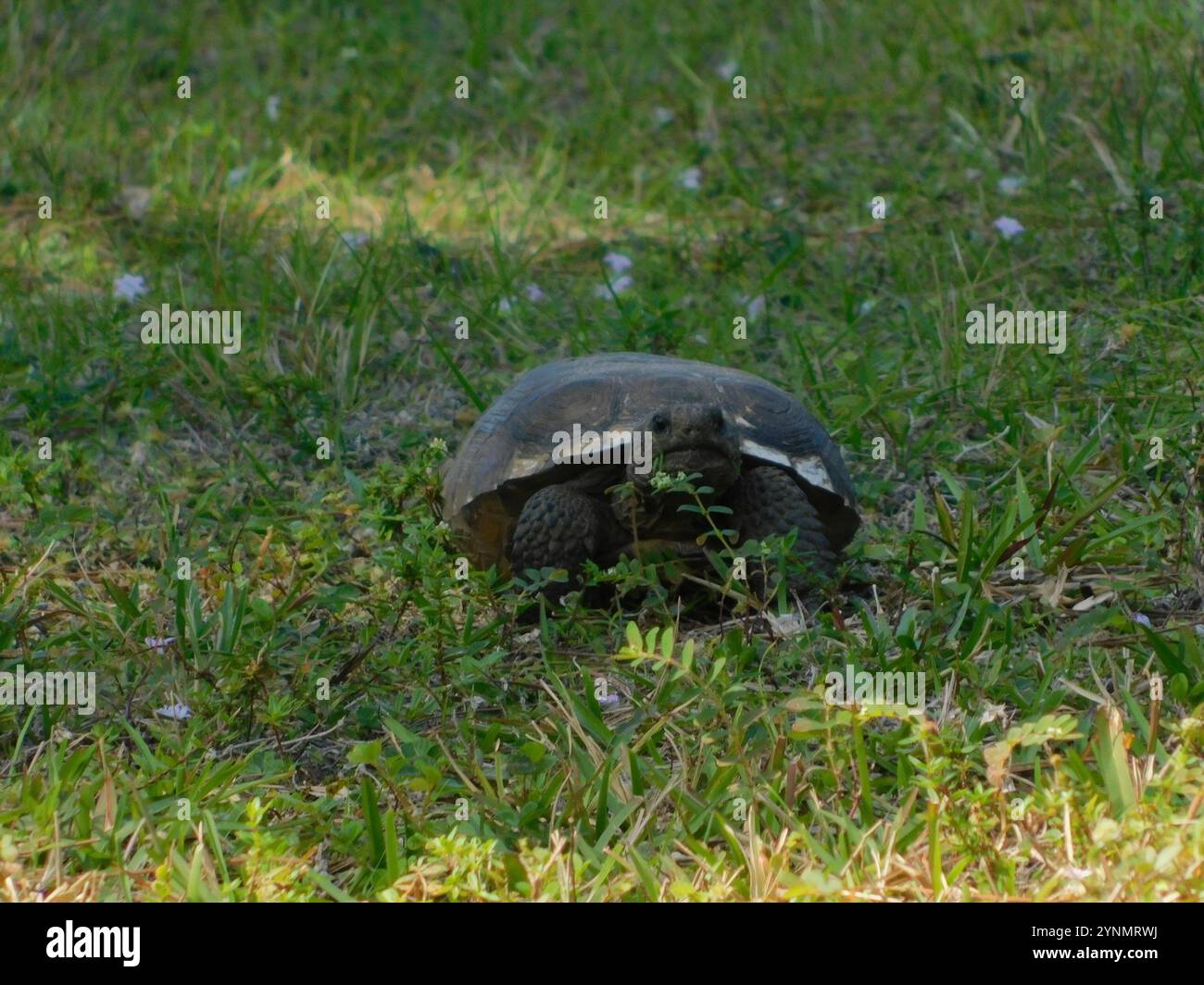 Gopher Tortoise (Gopherus polyphemus Stock Photo - Alamy