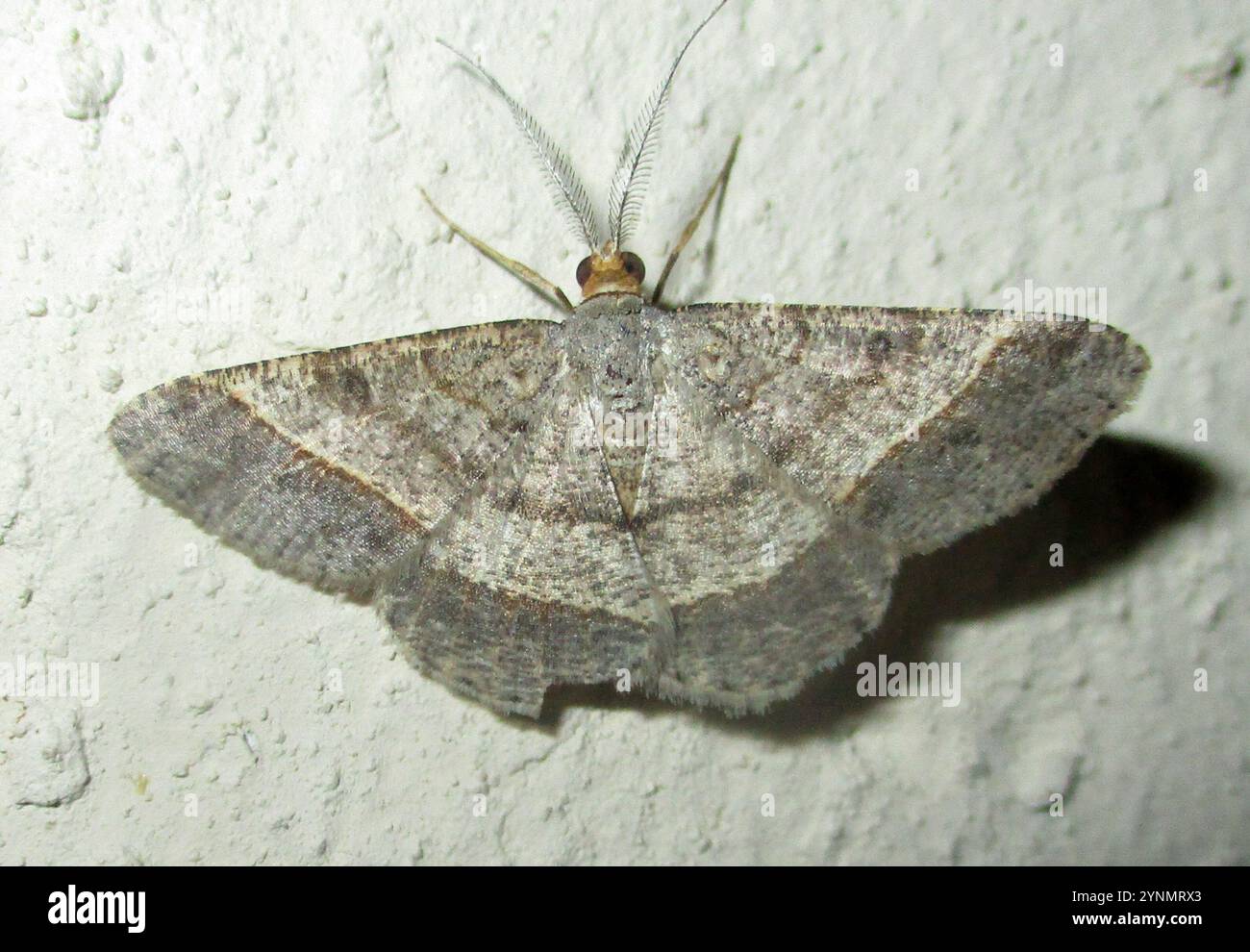 Geometer Moths (Geometridae Stock Photo - Alamy