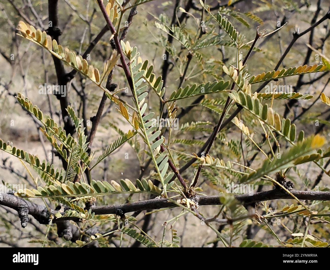 Velvet mesquite hi-res stock photography and images - Alamy
