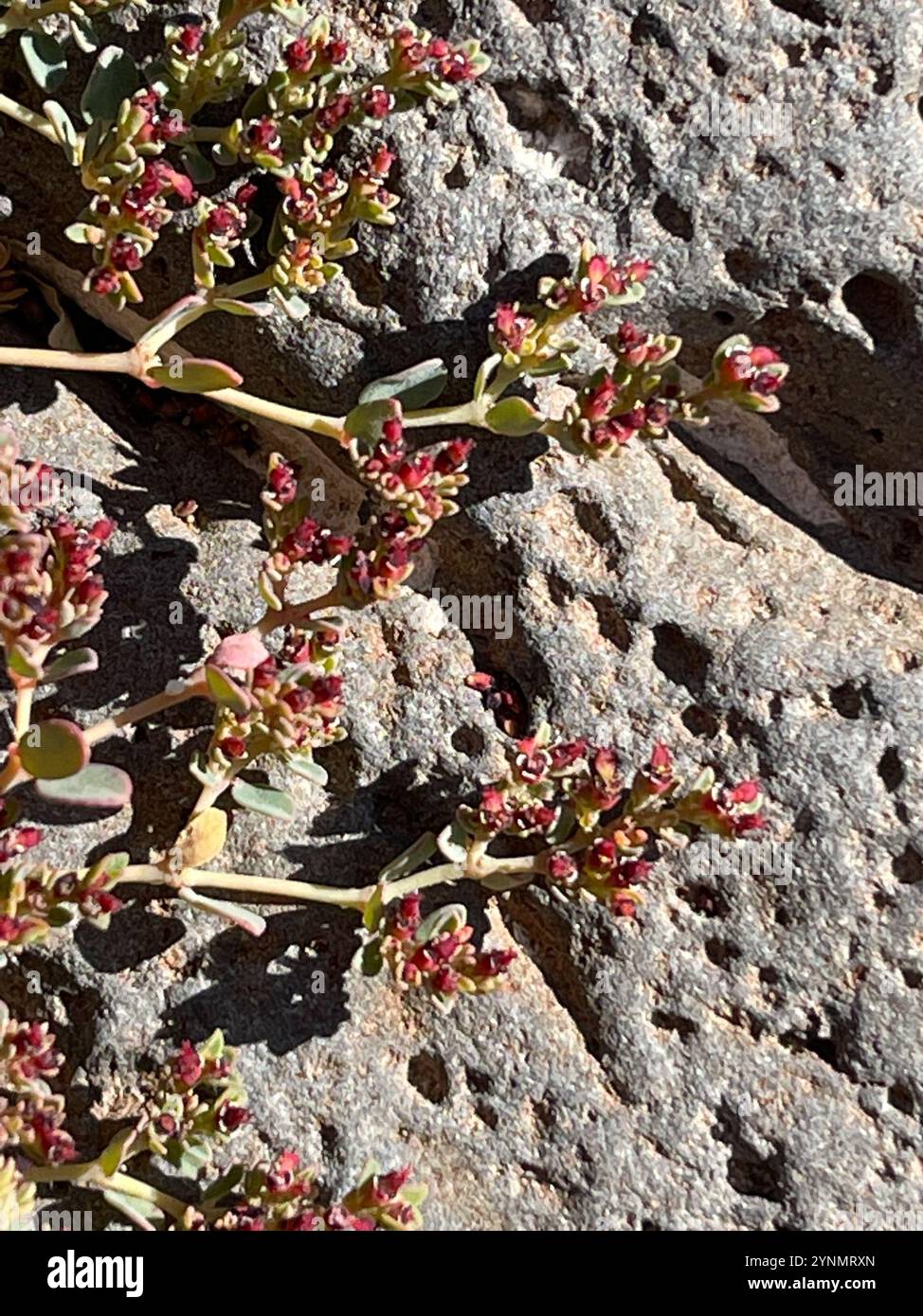 smallseed sandmat (Euphorbia polycarpa Stock Photo - Alamy