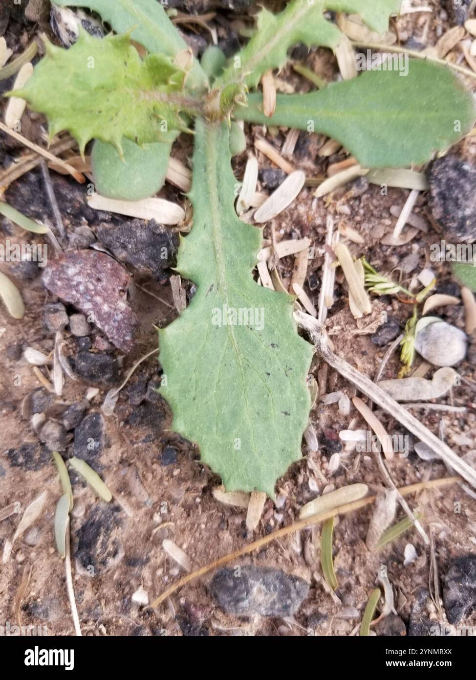 False hawkbit hi-res stock photography and images - Alamy