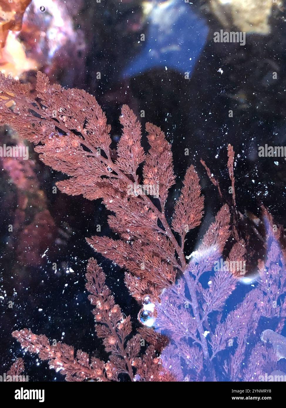 Microcladia hi-res stock photography and images - Alamy