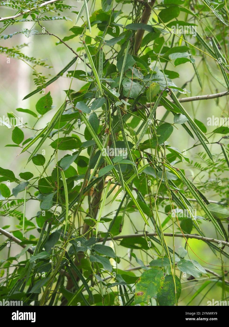 Centrosema pubescens hi-res stock photography and images - Alamy