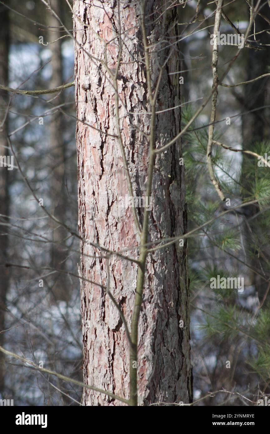 red pine (Pinus resinosa Stock Photo - Alamy