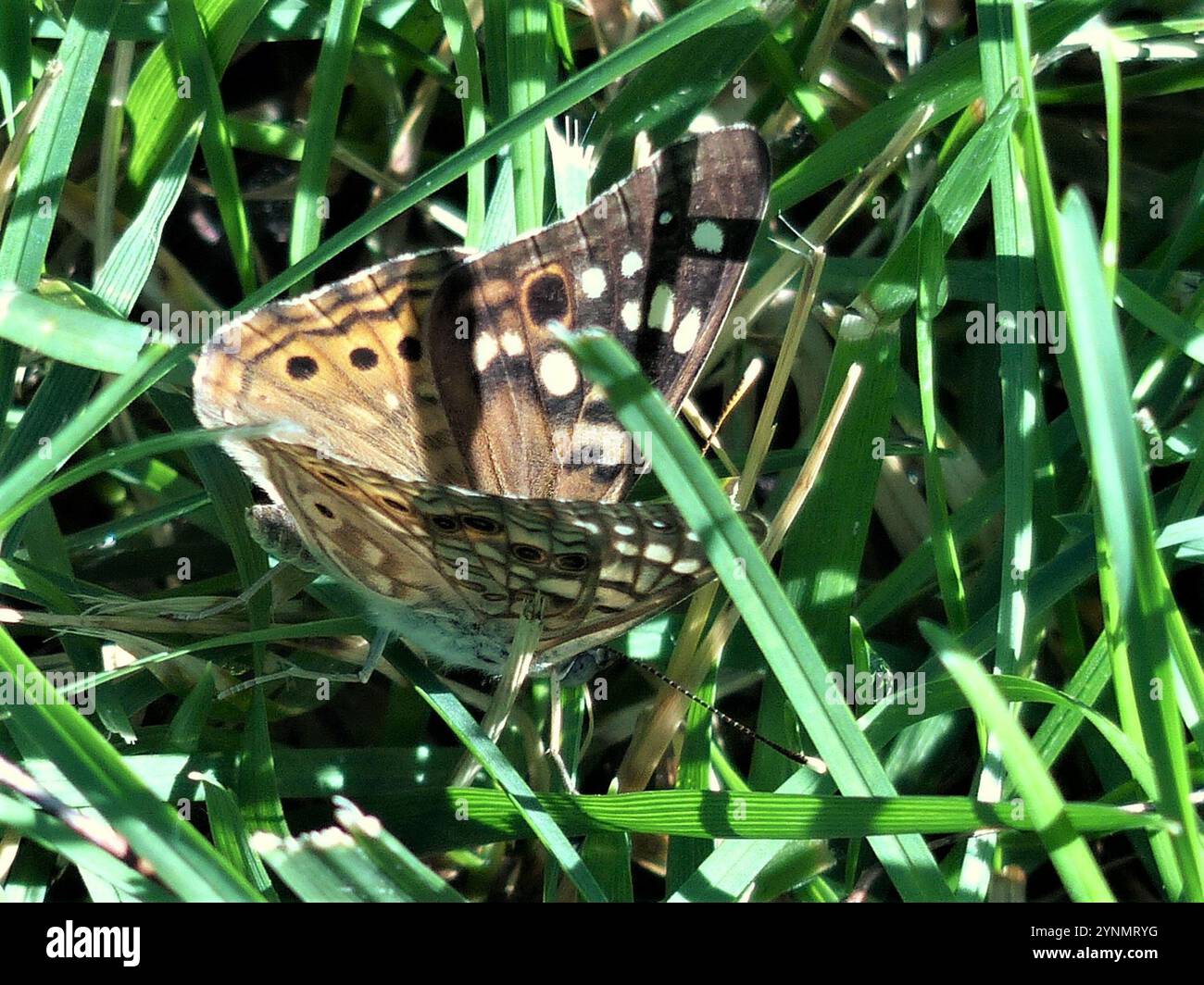 Hackberry Emperor (Asterocampa celtis Stock Photo - Alamy