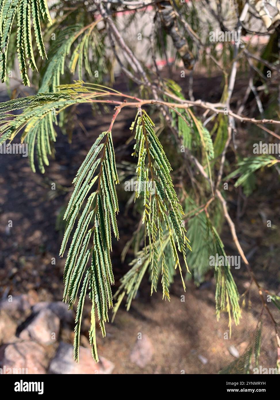 Acacias, Mimosas, mesquites, and allies (Mimosoideae Stock Photo - Alamy