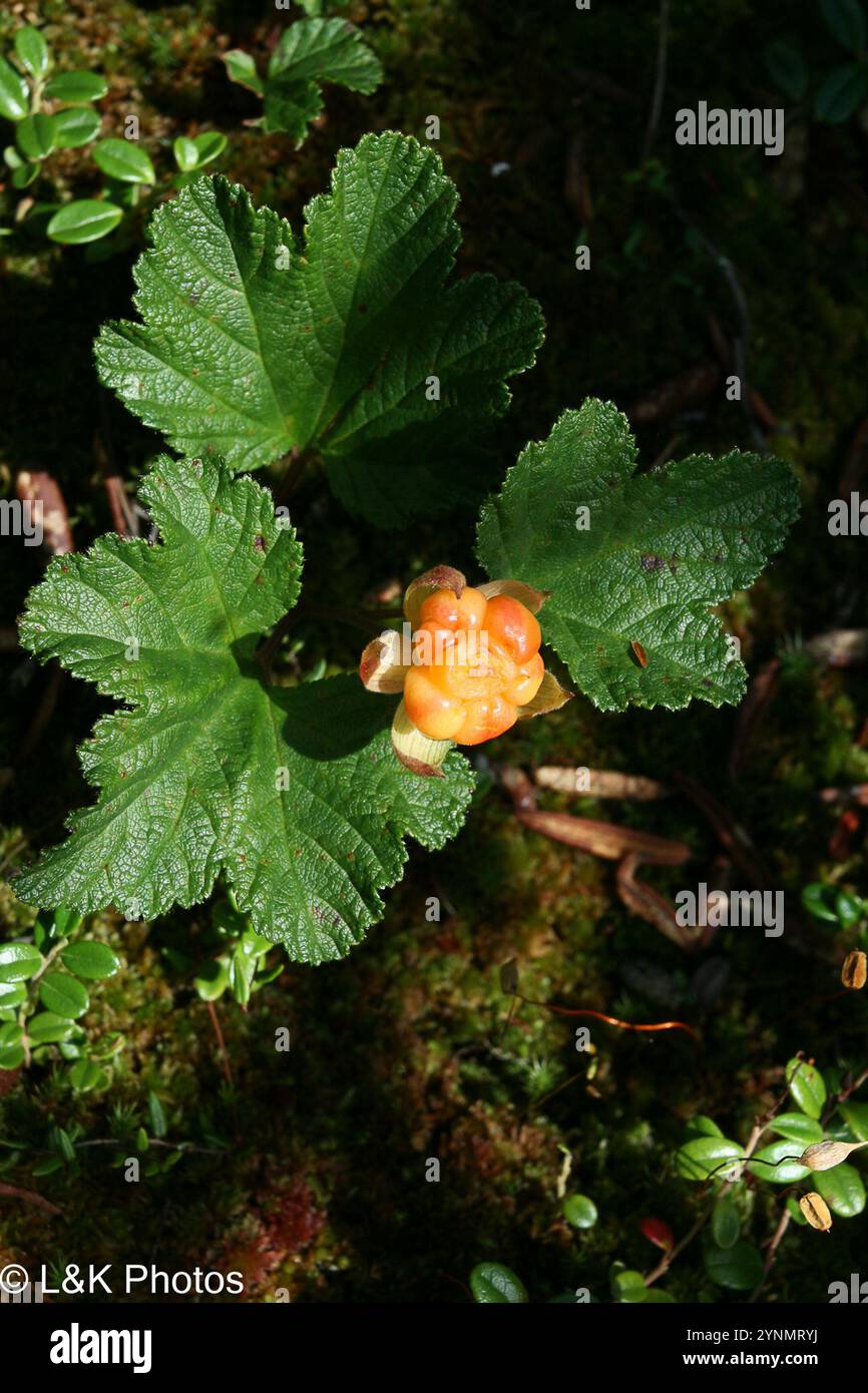 cloudberry (Rubus chamaemorus Stock Photo - Alamy