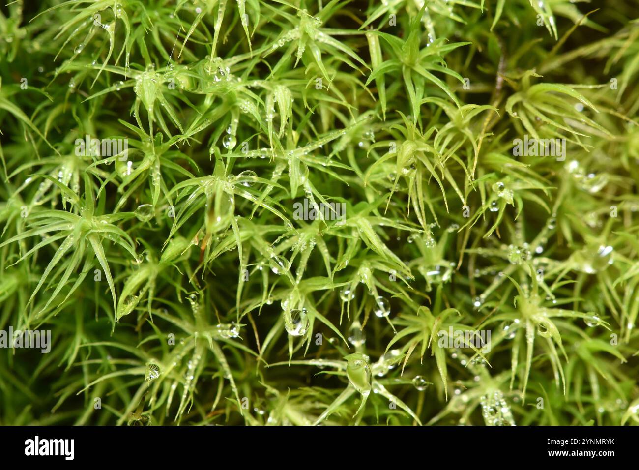 Common Apple-moss (Bartramia pomiformis Stock Photo - Alamy
