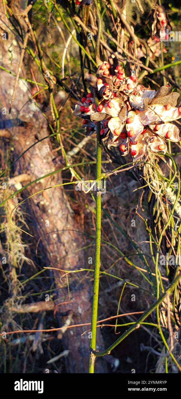 rosary pea (Abrus precatorius Stock Photo - Alamy