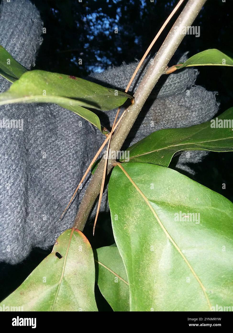 water oak (Quercus nigra Stock Photo - Alamy