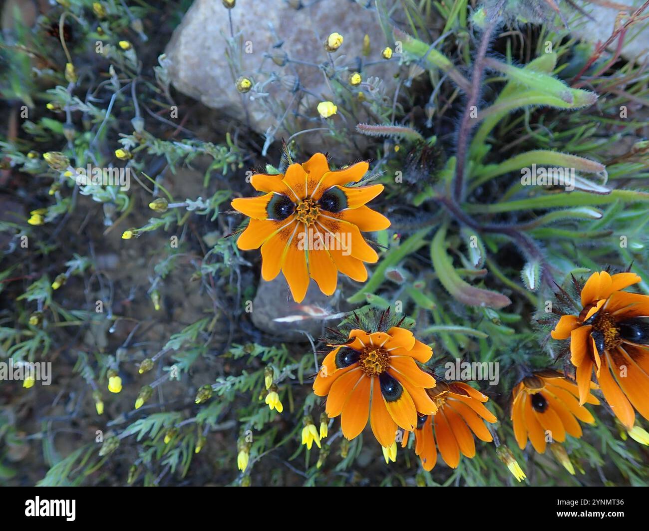 Beetle Daisy (Gorteria diffusa diffusa Stock Photo - Alamy