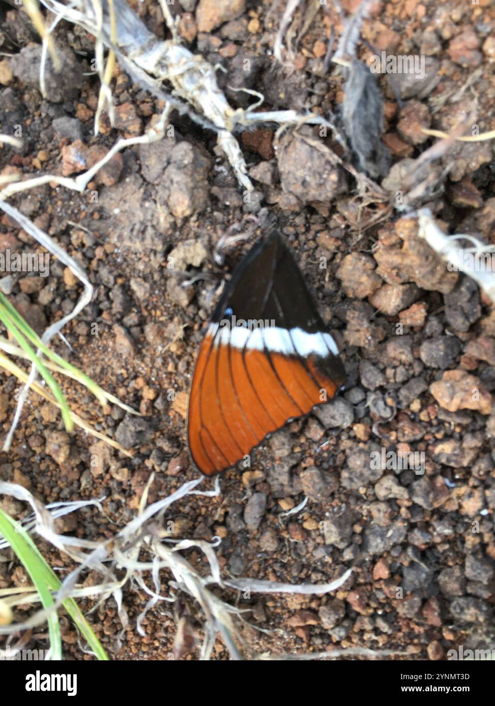 Rusty-tipped Page (Siproeta epaphus Stock Photo - Alamy