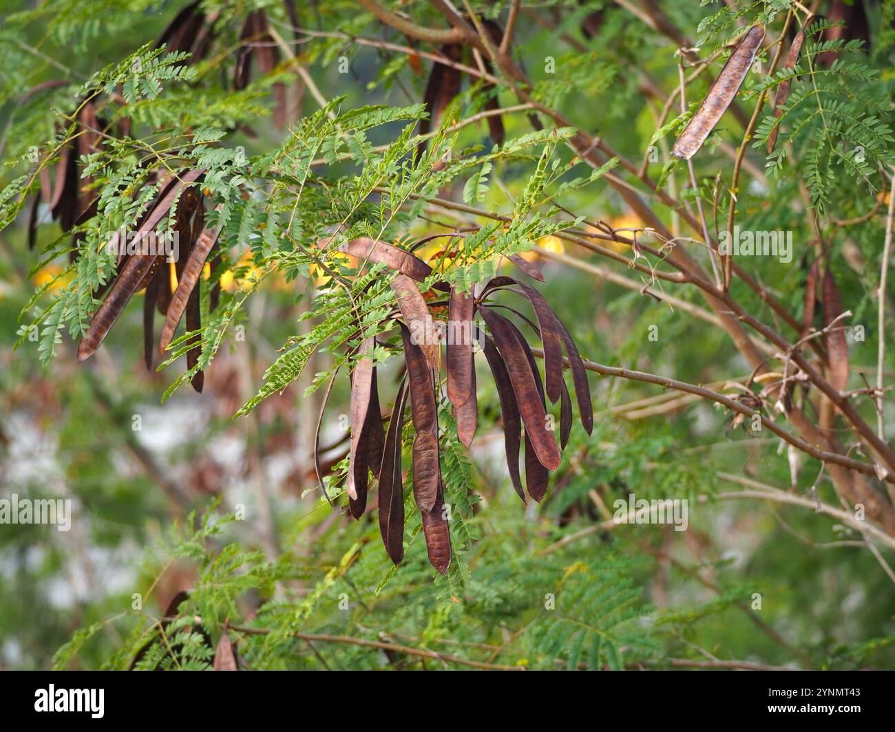 White leadtree (Leucaena leucocephala Stock Photo - Alamy