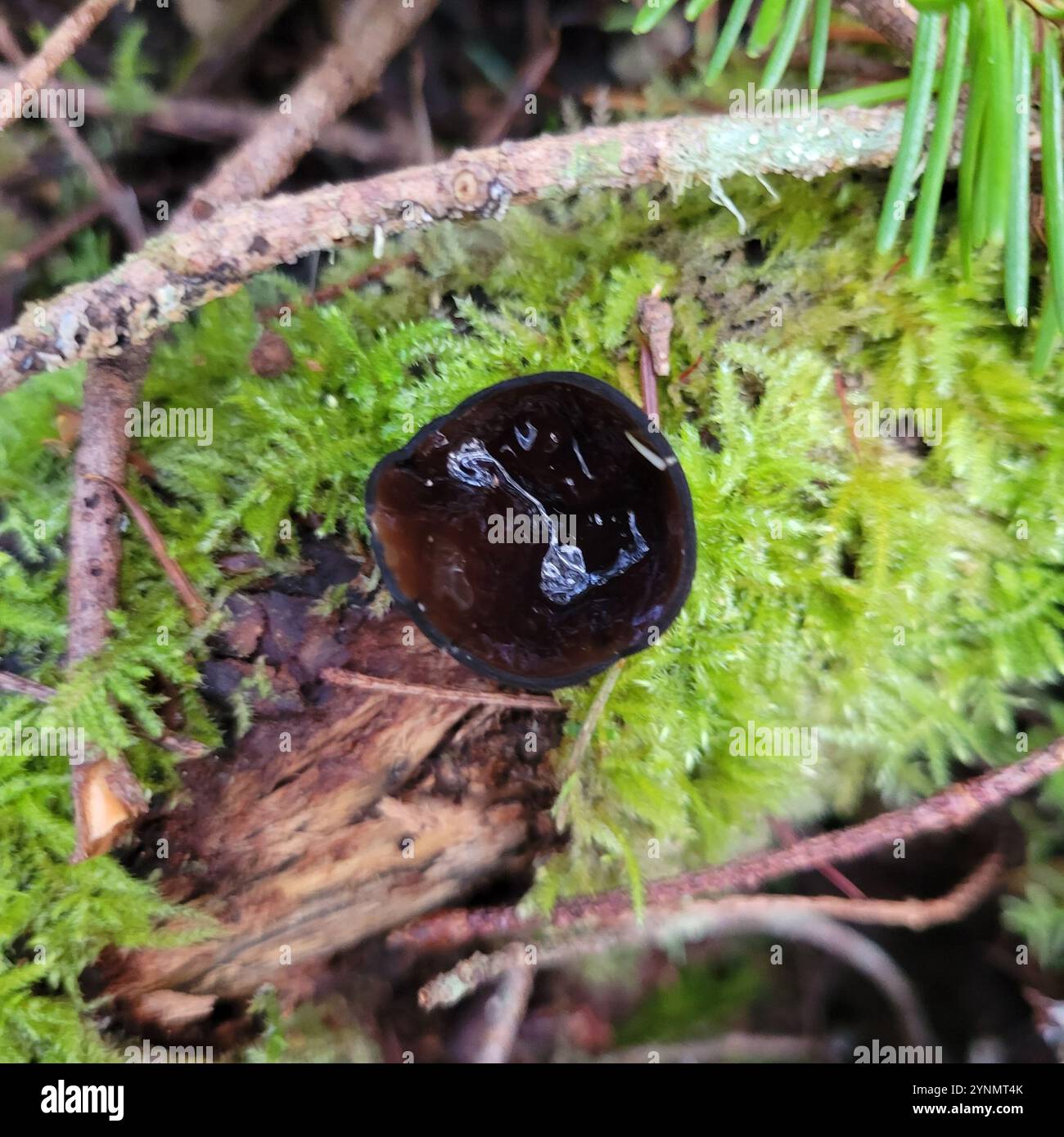 Plectania hi-res stock photography and images - Alamy