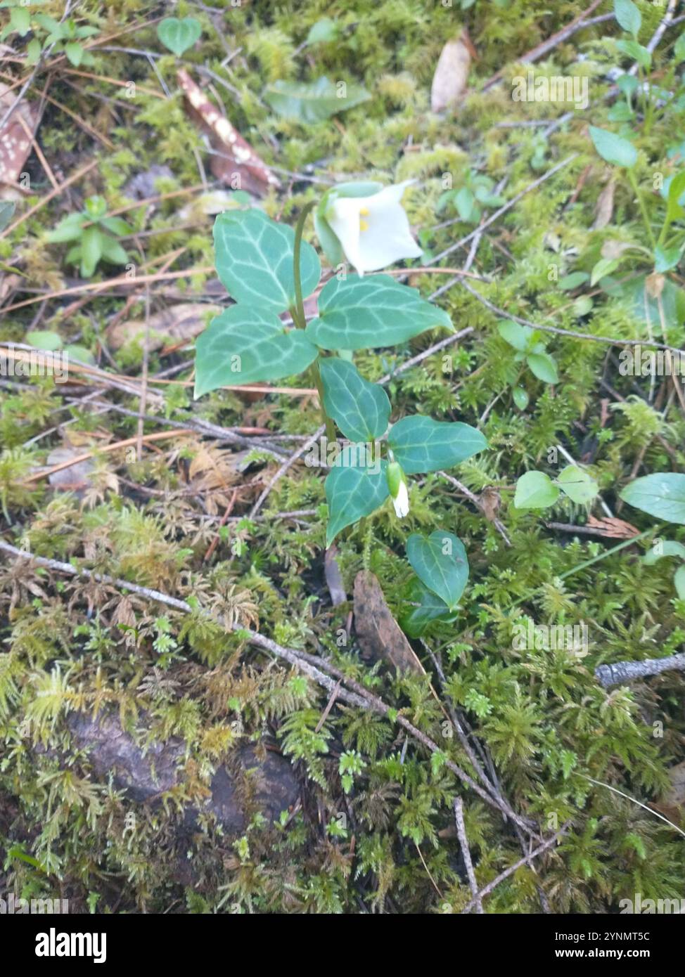 brook wakerobin (Pseudotrillium rivale Stock Photo - Alamy