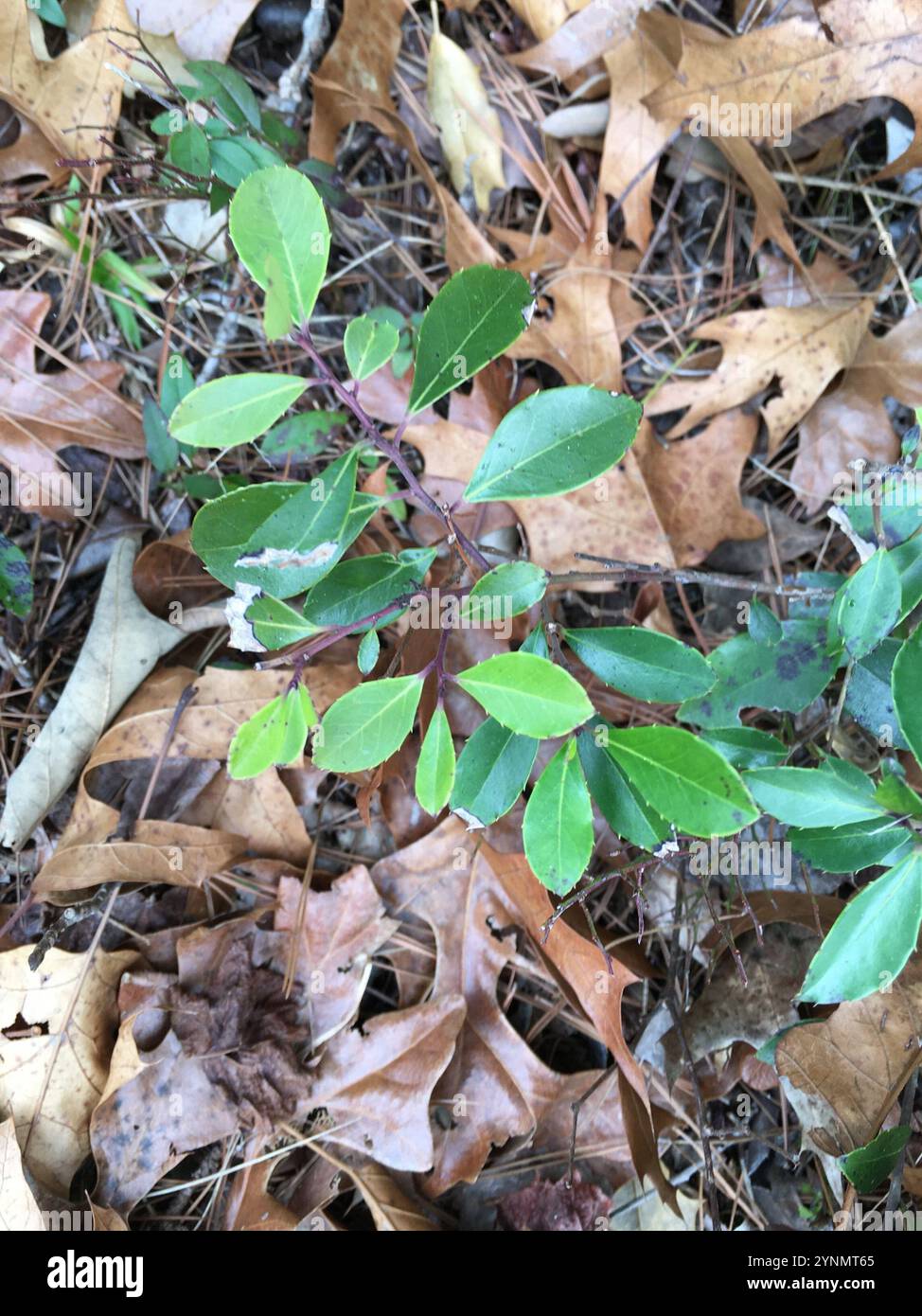 gallberry (Ilex glabra Stock Photo - Alamy