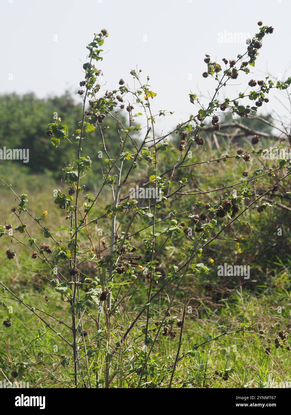 Indian Mallow (Abutilon indicum Stock Photo - Alamy