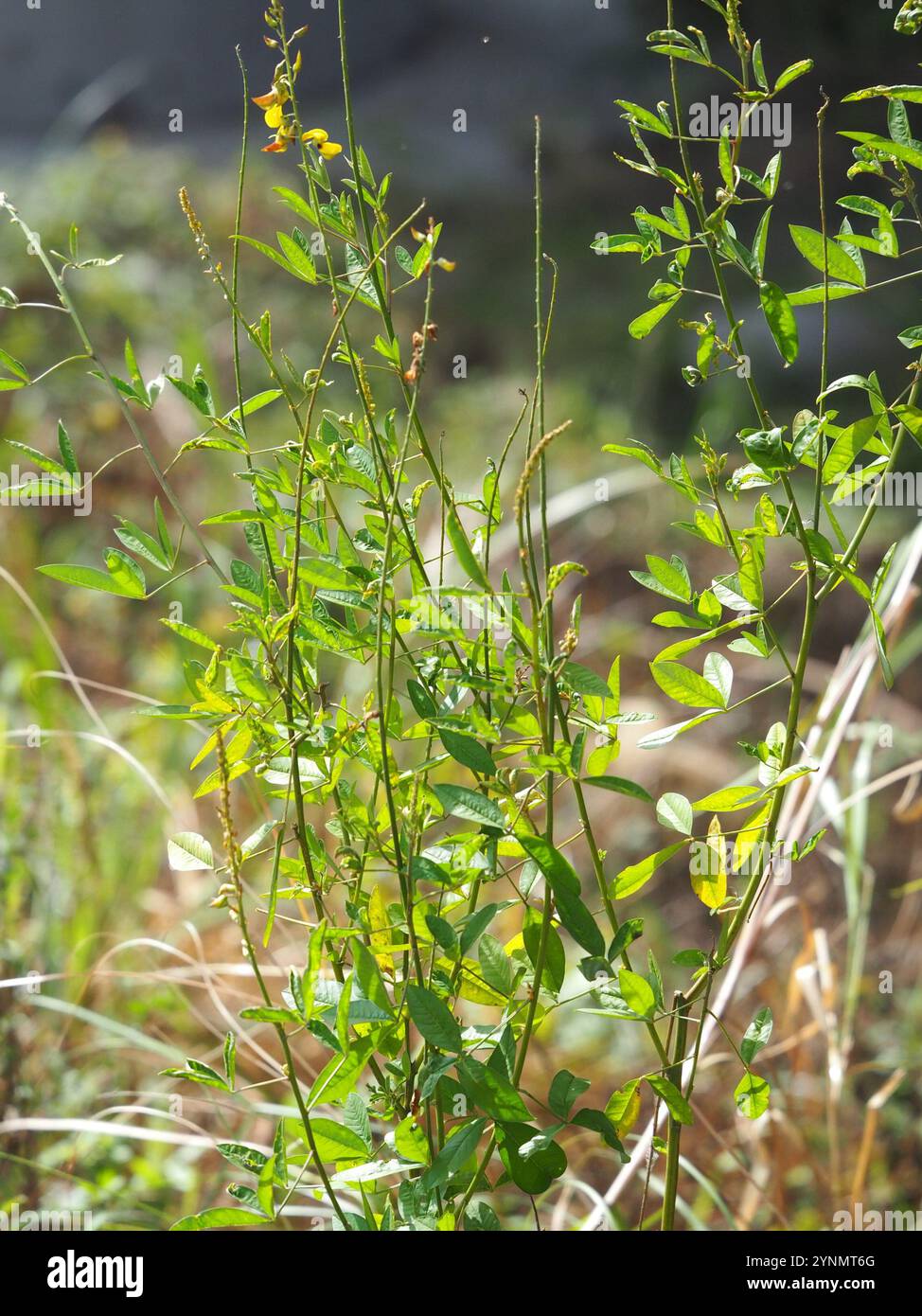 West Indian Rattlebox (Crotalaria trichotoma Stock Photo - Alamy