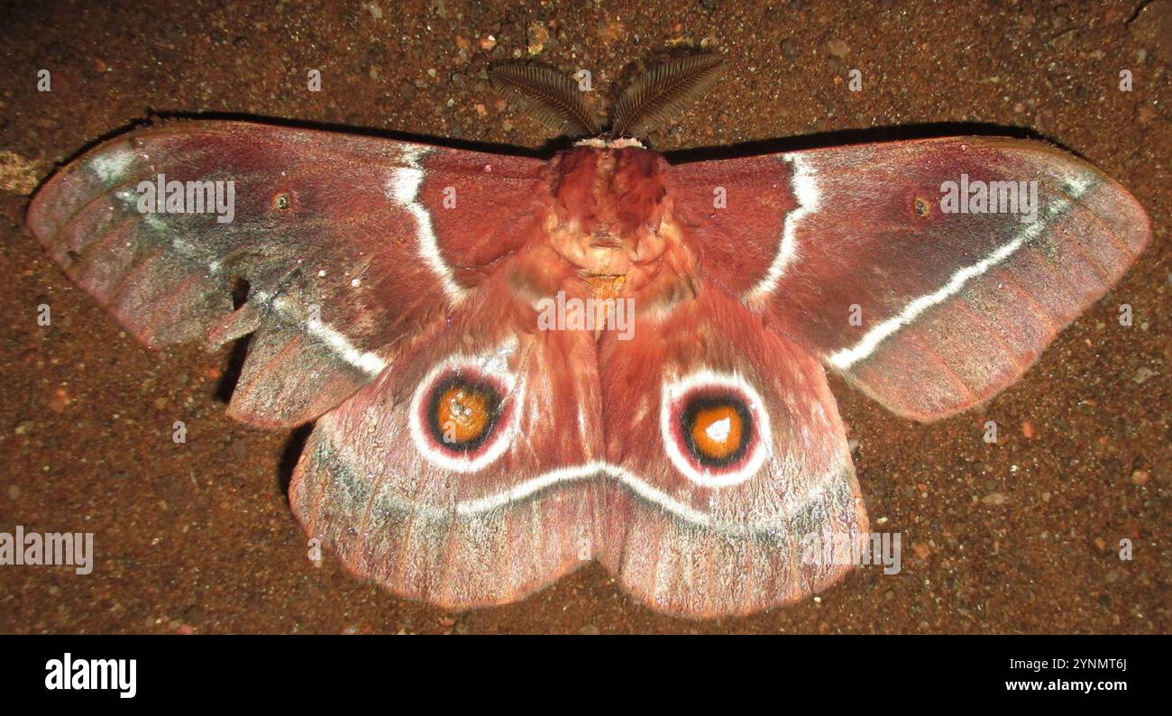 Mopane Worm (Gonimbrasia belina Stock Photo - Alamy
