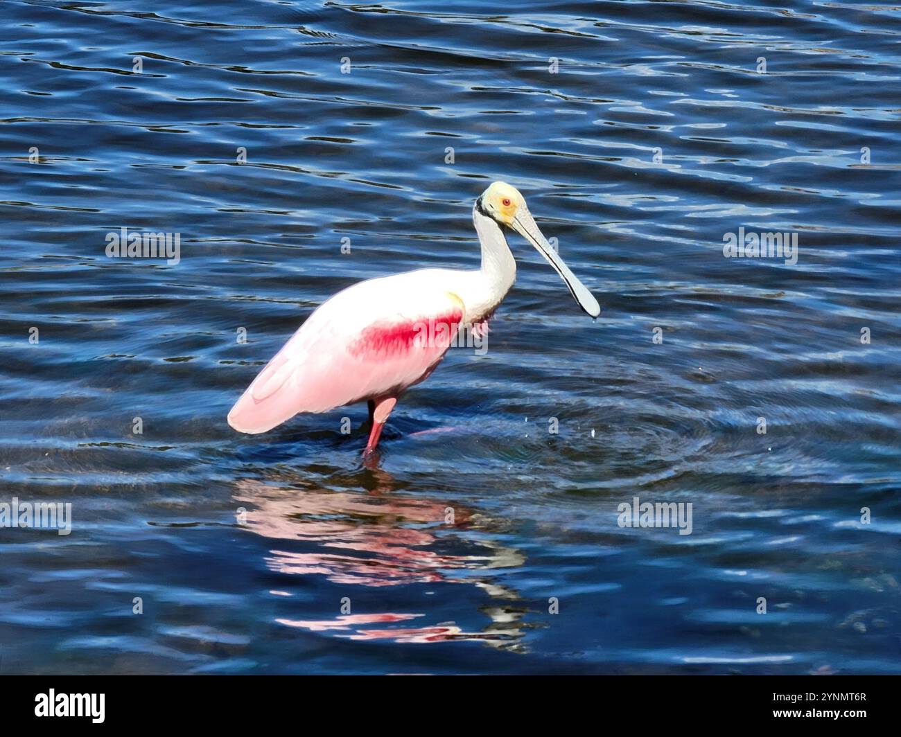 Roseate Spoonbill (Platalea ajaja Stock Photo - Alamy