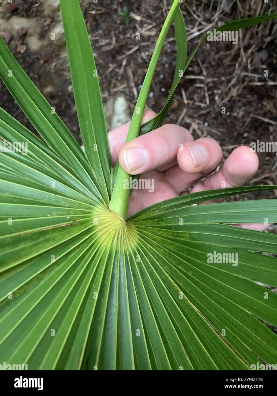 Florida Thatch Palm (Thrinax radiata Stock Photo - Alamy