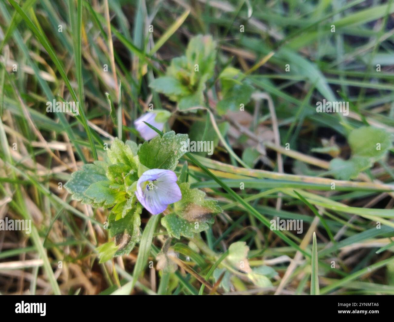 bird's-eye speedwell (Veronica persica Stock Photo - Alamy