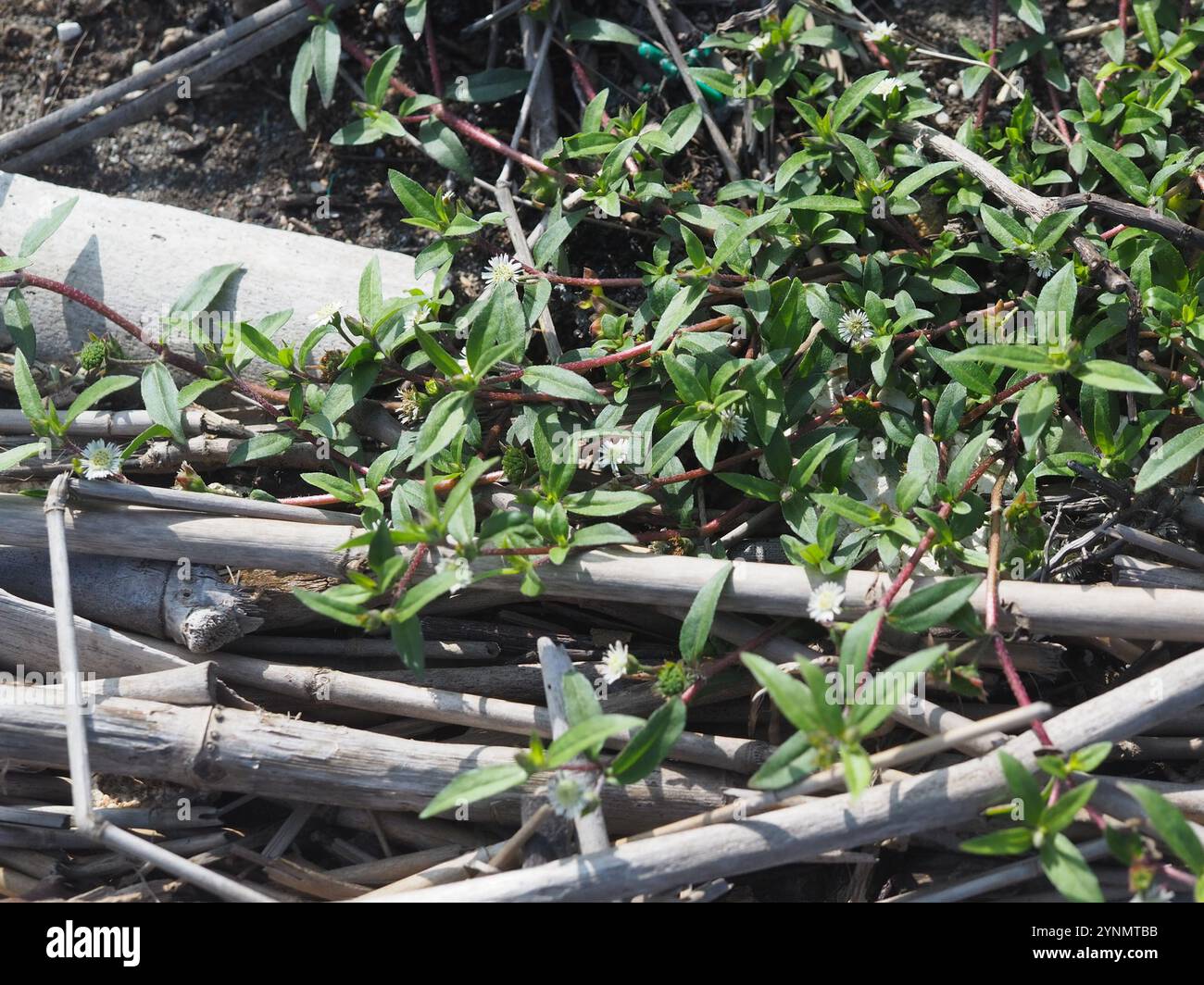 false daisy (Eclipta prostrata Stock Photo - Alamy