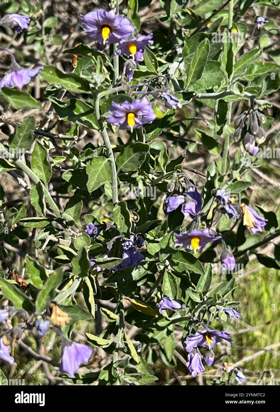 bluewitch nightshade (Solanum umbelliferum Stock Photo - Alamy