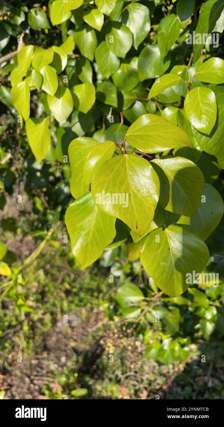 Canary Islands Ivy (Hedera canariensis Stock Photo - Alamy