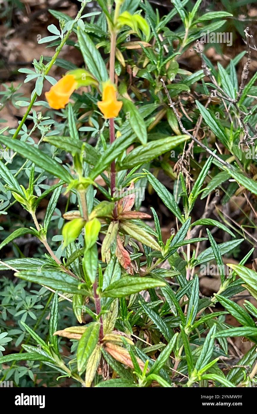 orange bush monkeyflower (Diplacus aurantiacus Stock Photo - Alamy