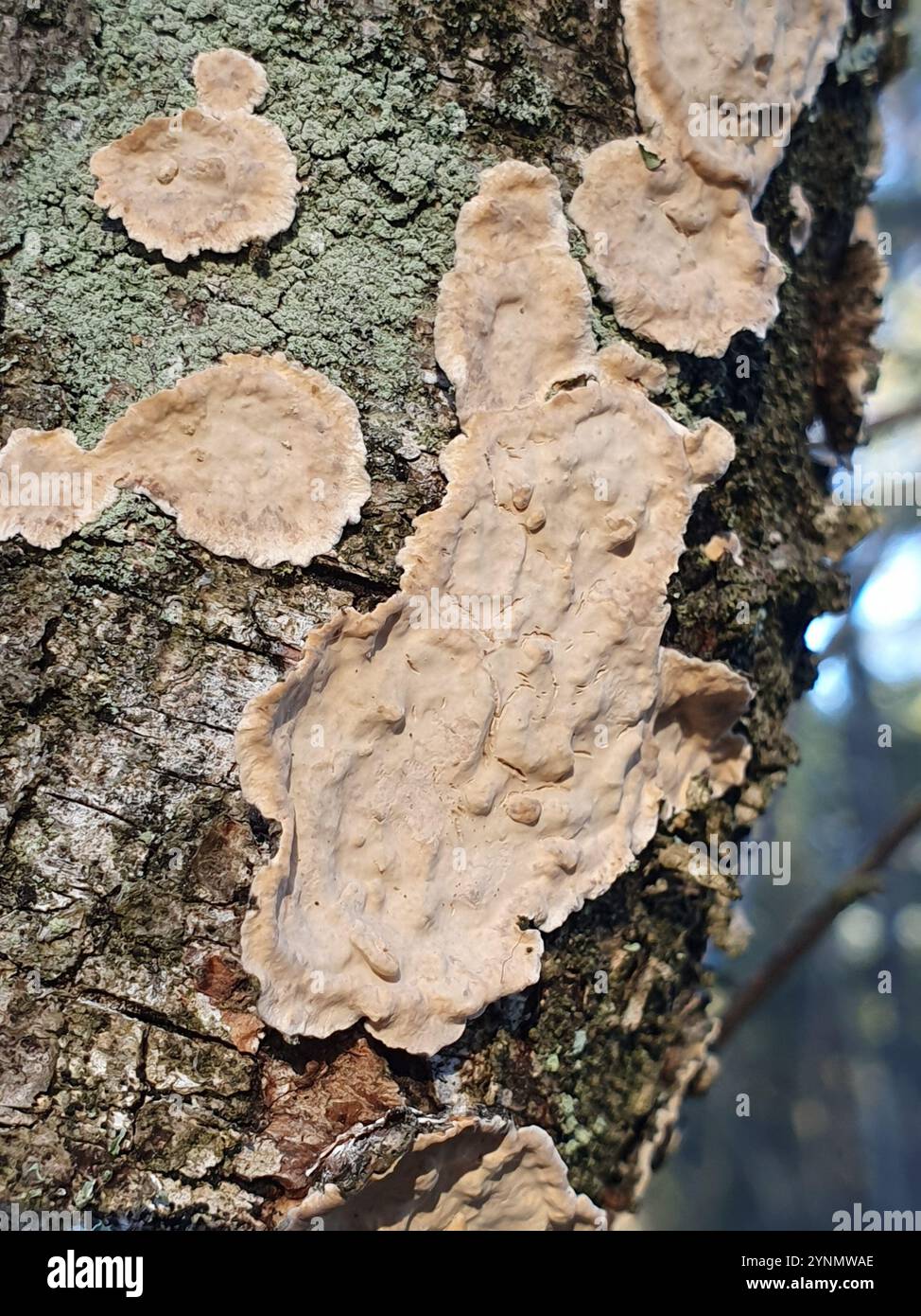 Broadleaf Bleeding-crust (Stereum rugosum Stock Photo - Alamy