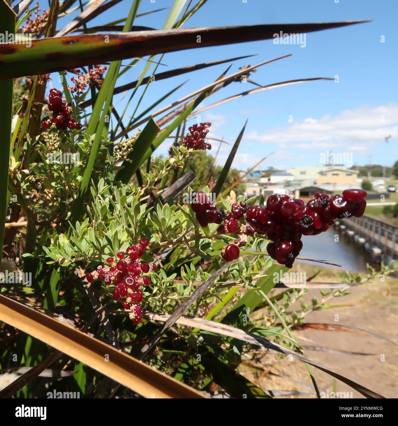 Seaberry Saltbush (Rhagodia candolleana Stock Photo - Alamy