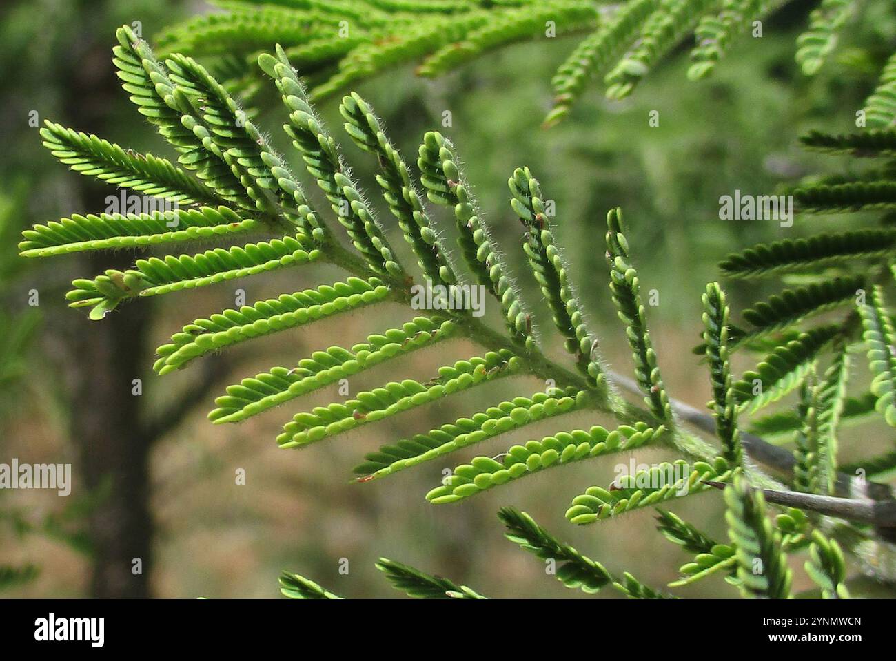 thorn trees (Vachellia Stock Photo - Alamy