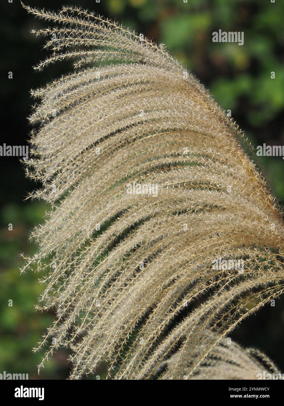 Chinese silver grass (Miscanthus sinensis Stock Photo - Alamy