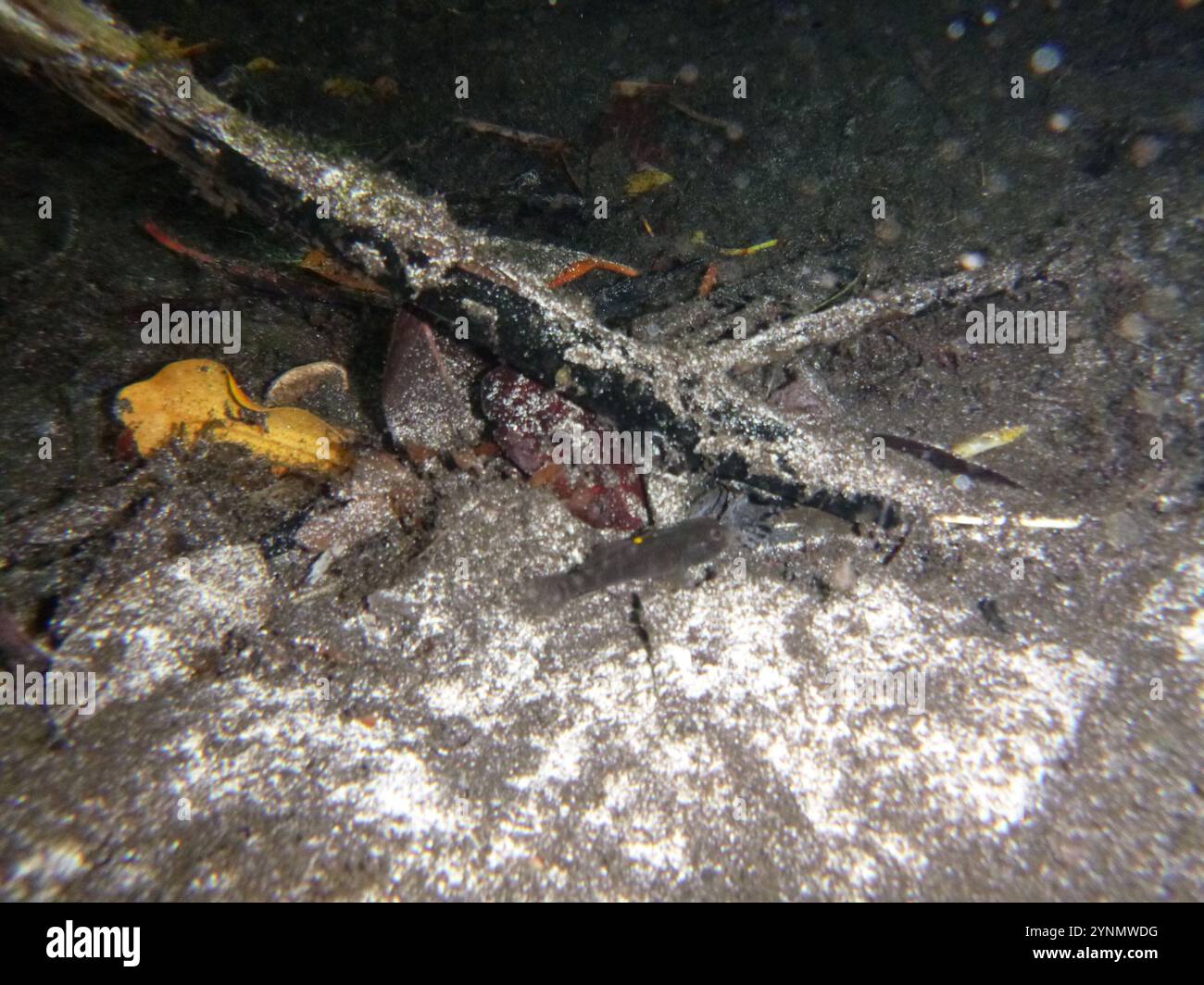 Gobies and allies (Gobioidei Stock Photo - Alamy