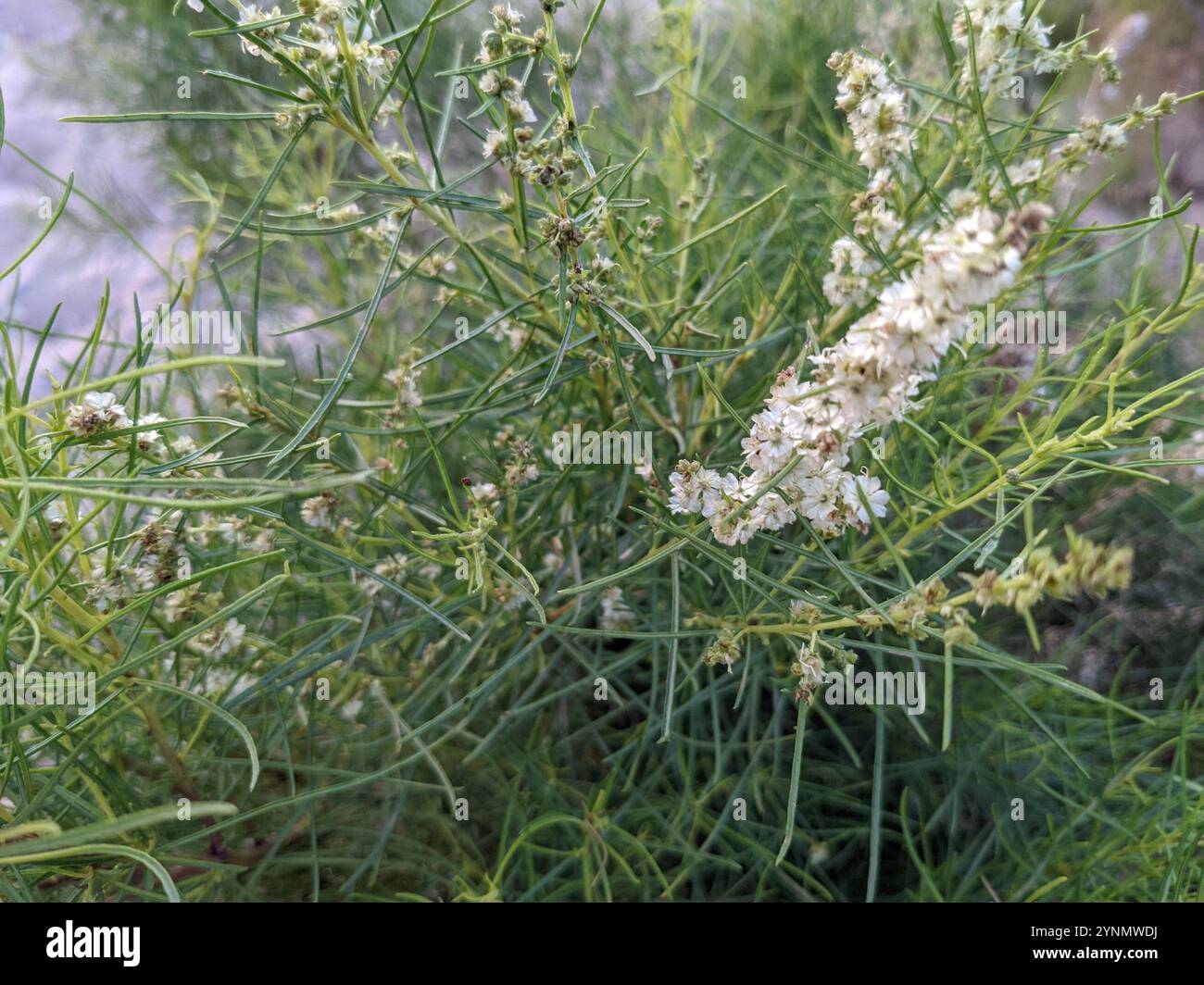 Singlewhorl Burrobrush (Ambrosia monogyra Stock Photo - Alamy