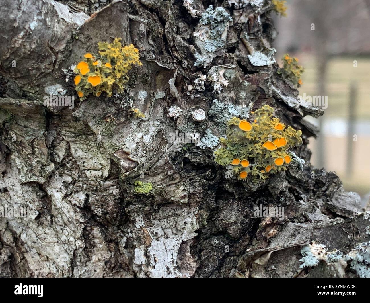 Golden eye lichen hi-res stock photography and images - Alamy