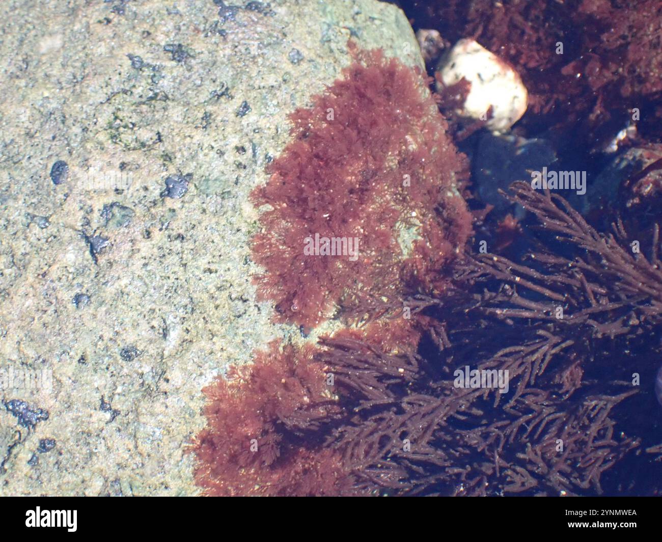 red algae (Rhodophyta Stock Photo - Alamy