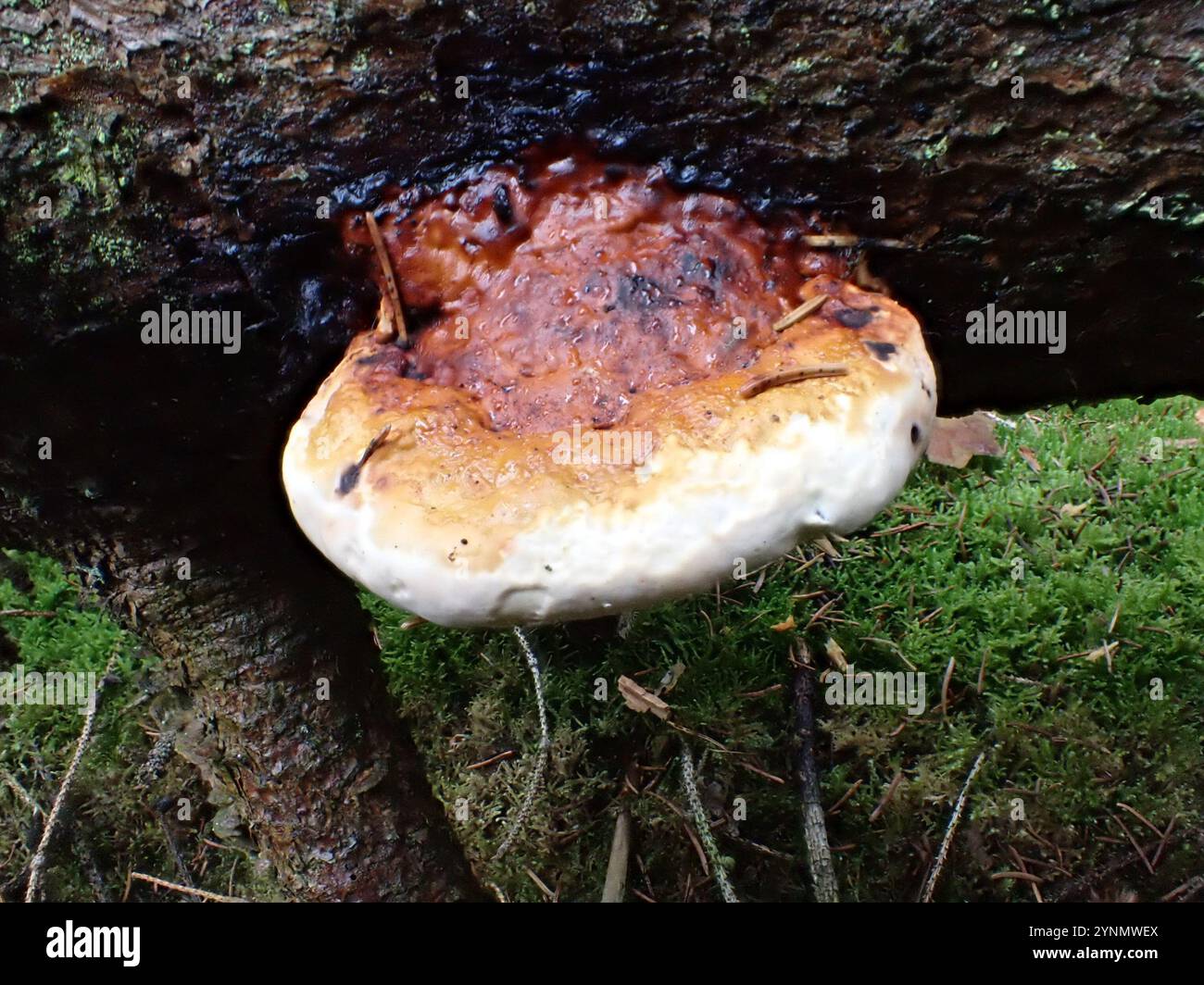 Red-banded Polypore (Fomitopsis pinicola Stock Photo - Alamy