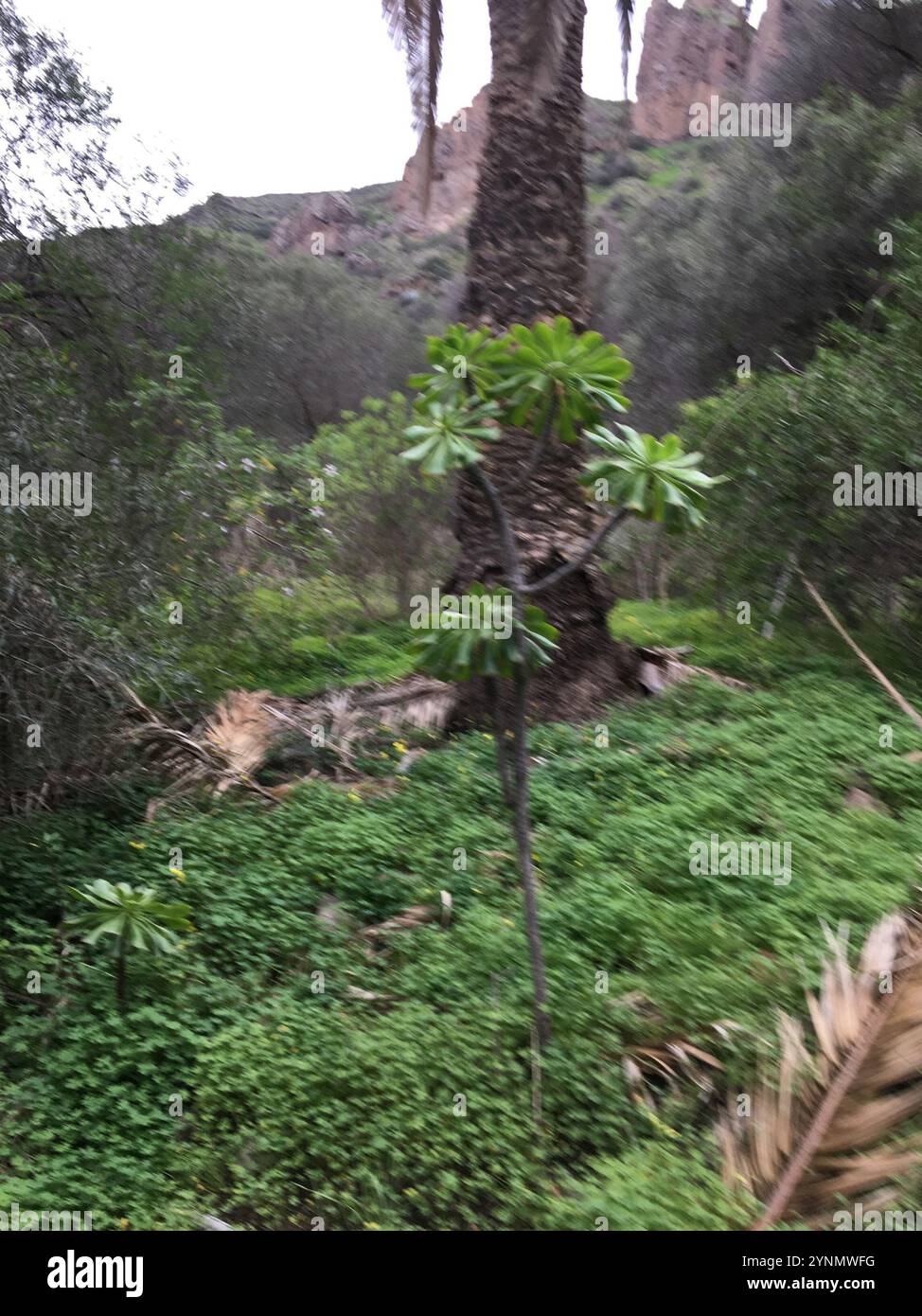 Tree Aeonium (Aeonium arboreum Stock Photo - Alamy